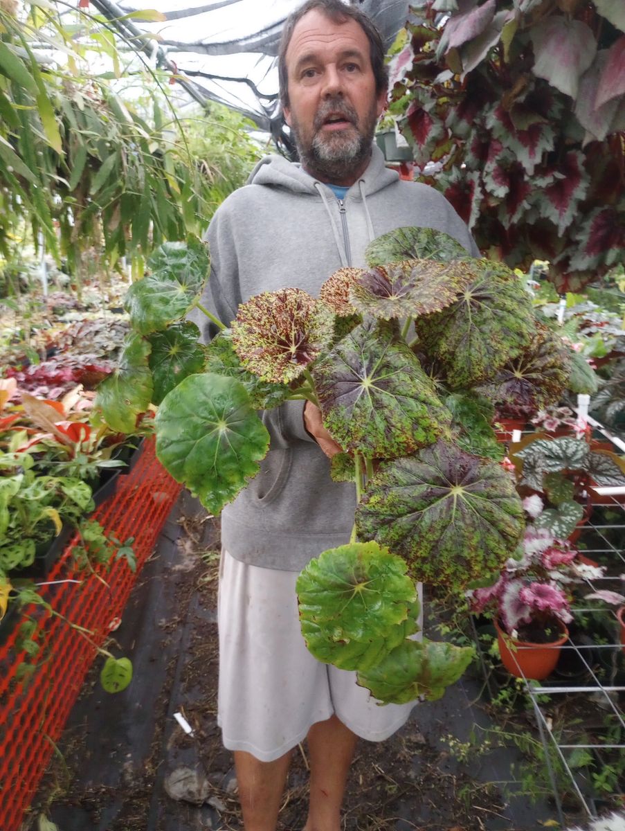 Begonia Rhizo - Shy Dancer
