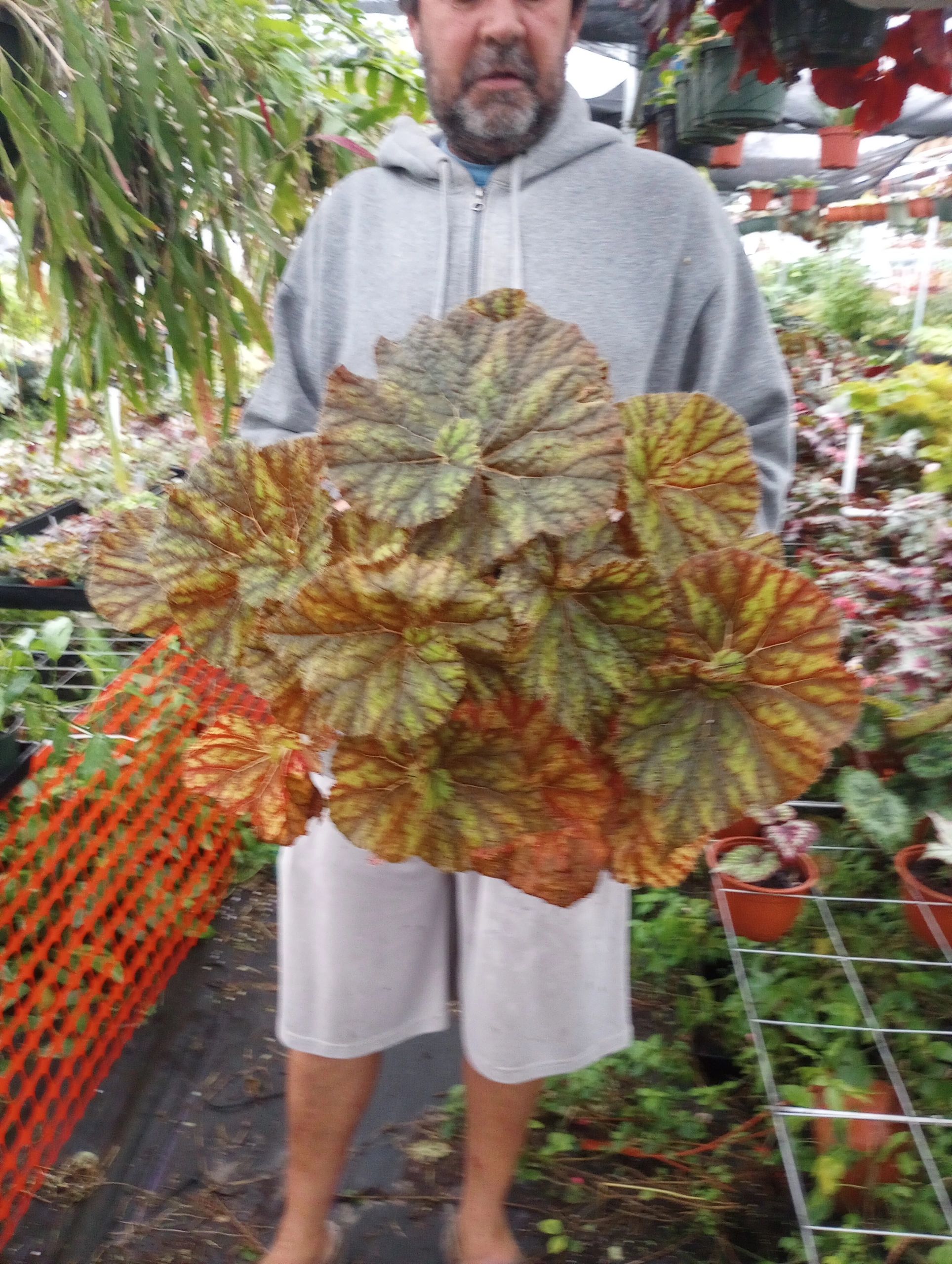 Just Begonia's at Farmer Joe Plants