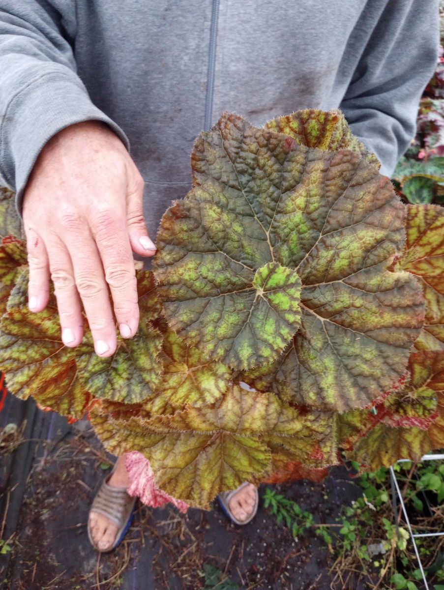 Begonia Rhizo - Cowardly Lion
