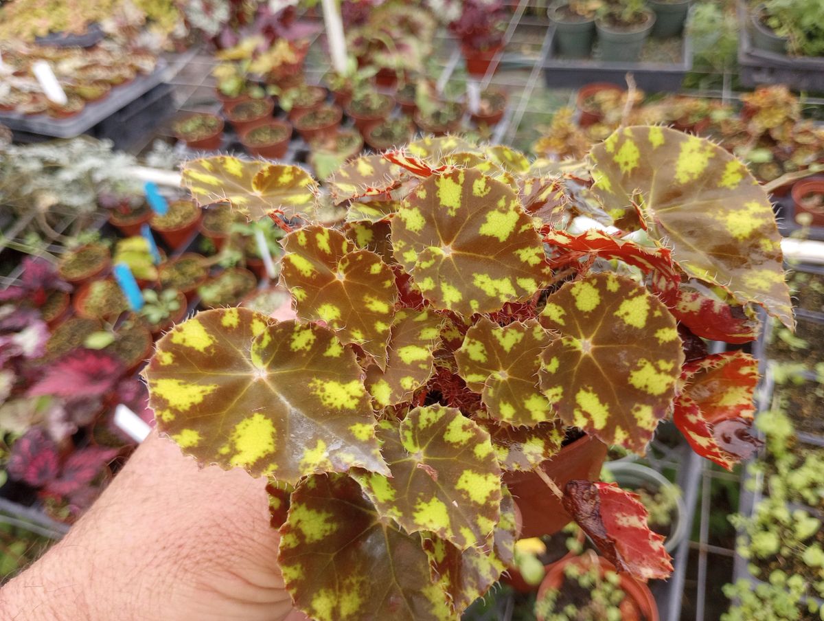 Begonia - Kit Kat