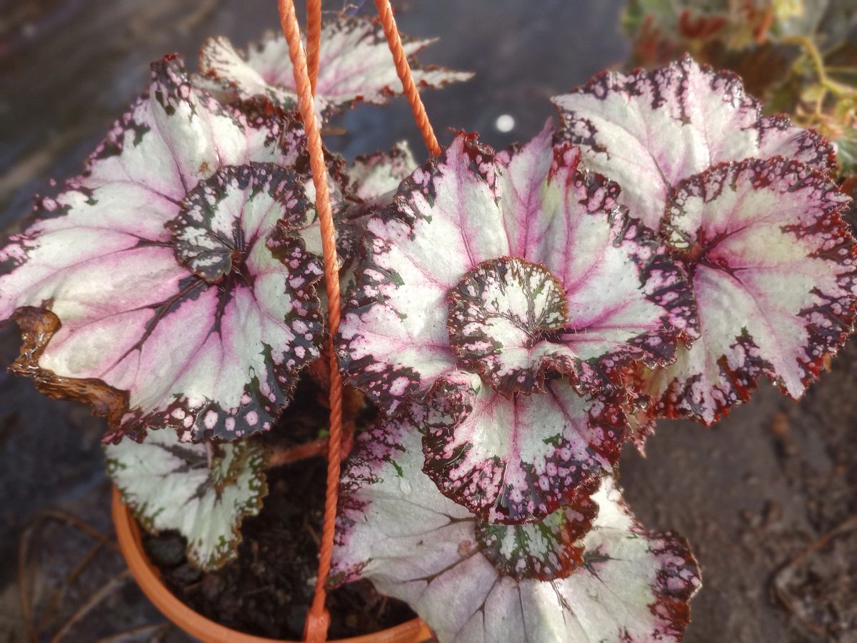 Begonia Rex - Steves Leaves Pink Elephant