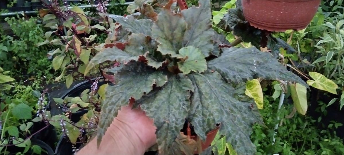 Begonia Rhizo - Florida Hybrid