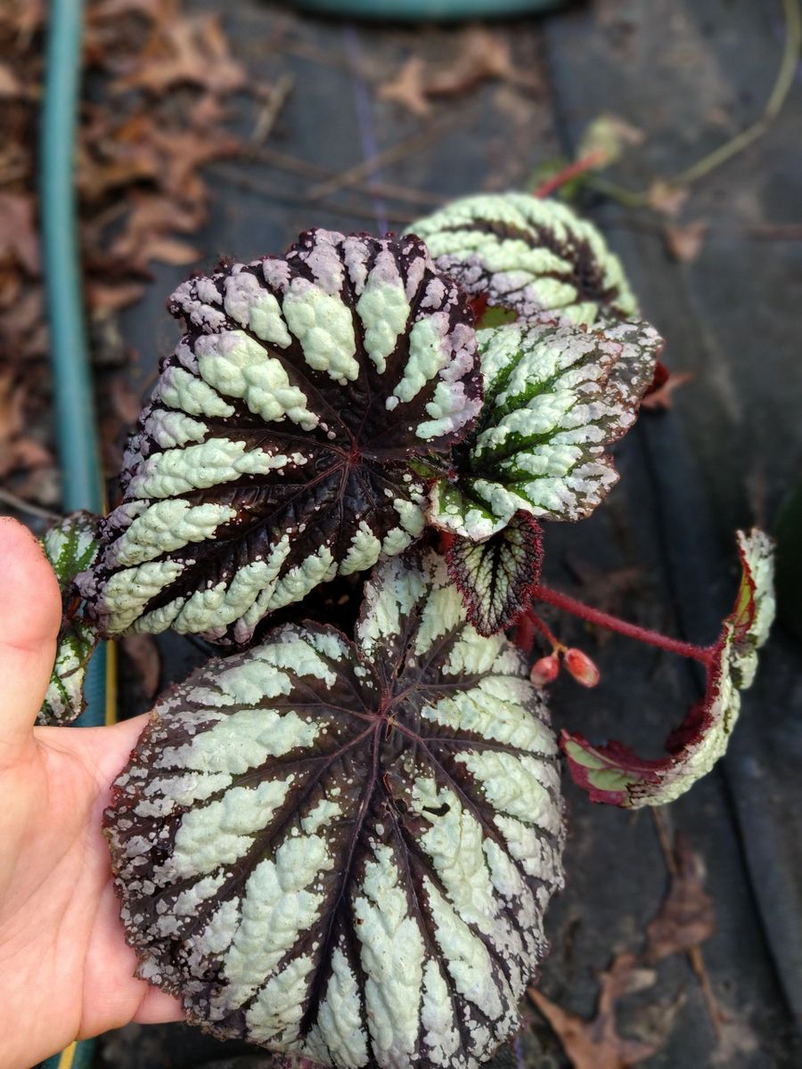 Begonia Rex - Fireworks