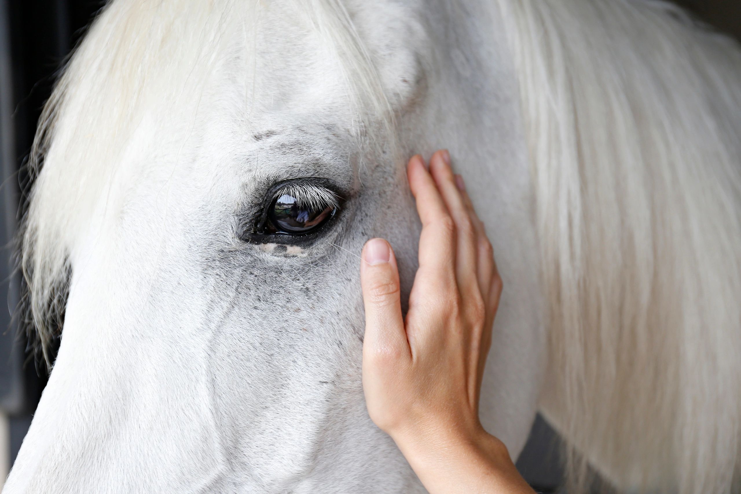 Equine Bodyworker - Down East Equine