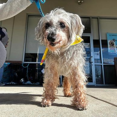 Adoptable Dogs | Rosco's Rescue