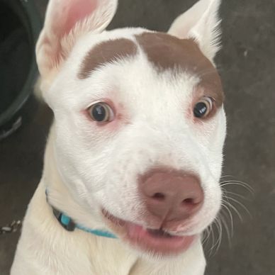 Adoptable Dogs | Rosco's Rescue