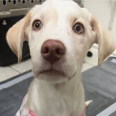 Adoptable Dogs | Rosco's Rescue