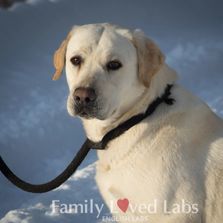 English Lab - Family Loved Labs | Family Loved Labs