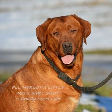 Family Loved Labs - Fox Red, English Labradors | Family Loved Labs