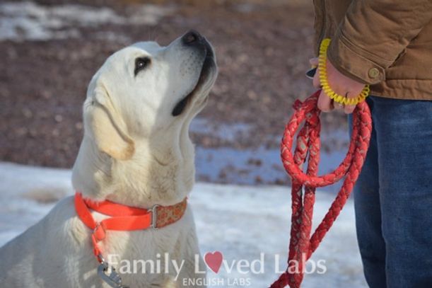 English Labradors - Family Loved Labs | Family Loved Labs