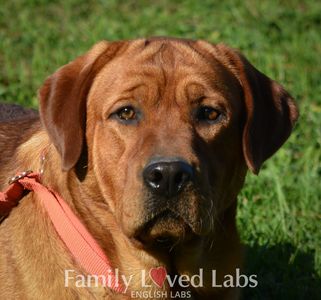 English Labradors - Family Loved Labs | Family Loved Labs