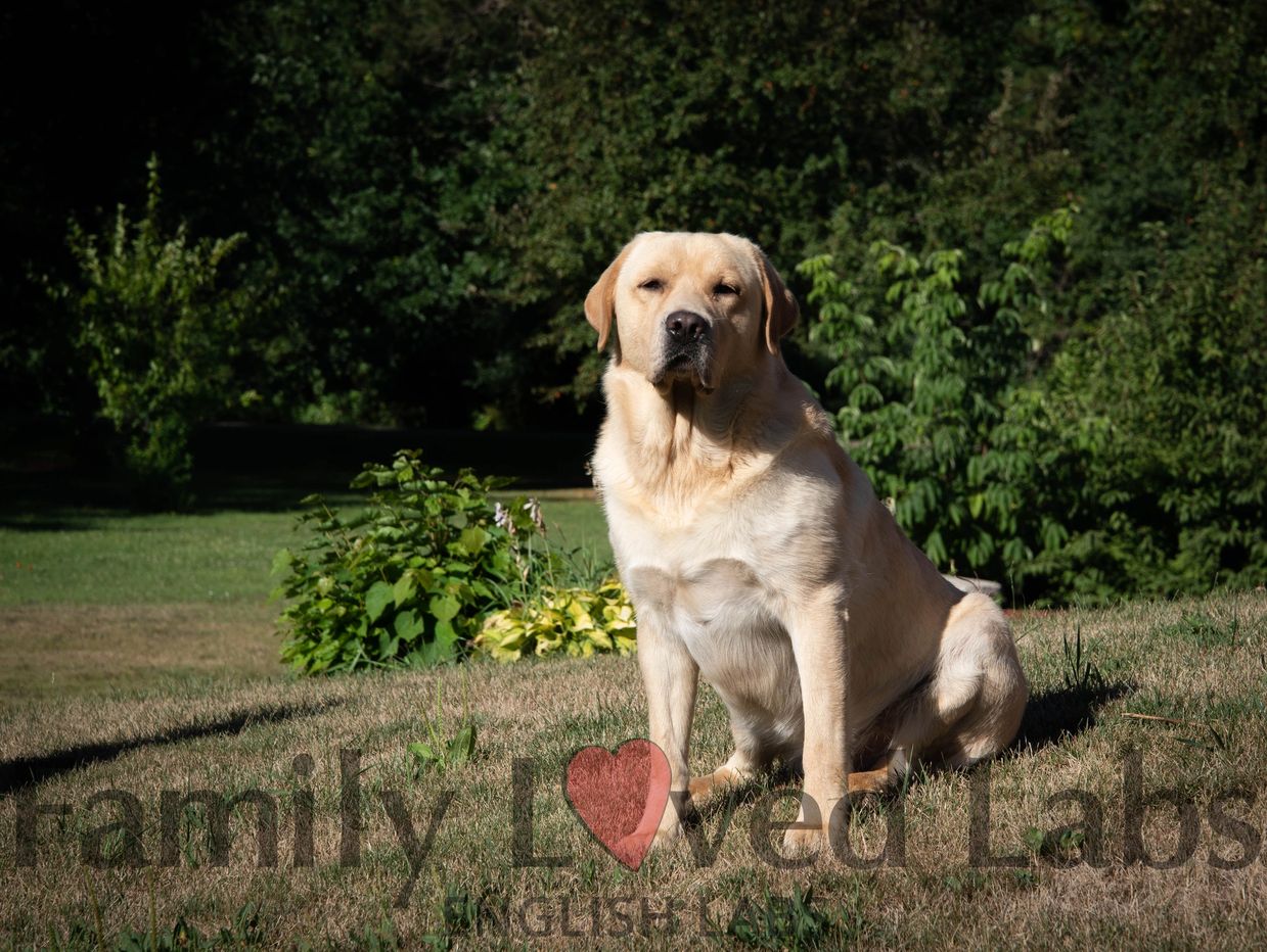 Family Loved Labs - Yellow Lab, English Yellow Lab