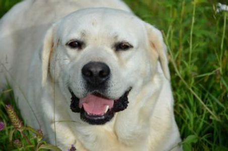 English Labradors - Family Loved Labs | Family Loved Labs