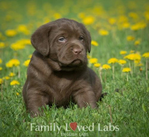 English Chocolate Labrador