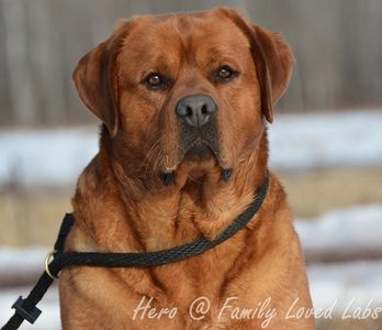 English Labradors - Family Loved Labs | Family Loved Labs