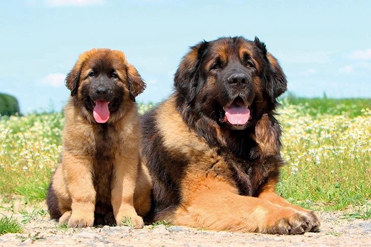 How Much Does A Leonberger Dog Cost