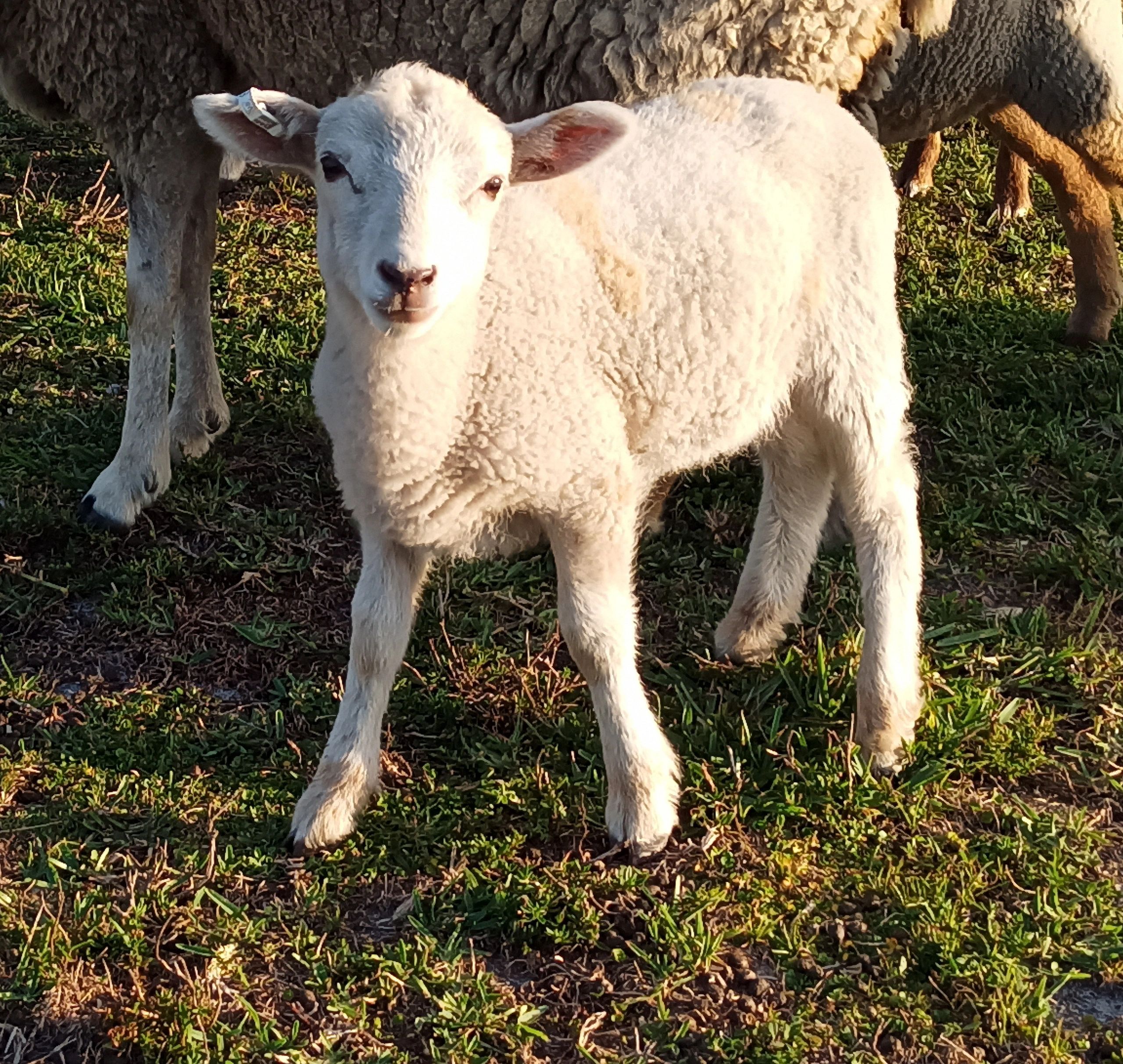 Ovine Life Stock, LLC