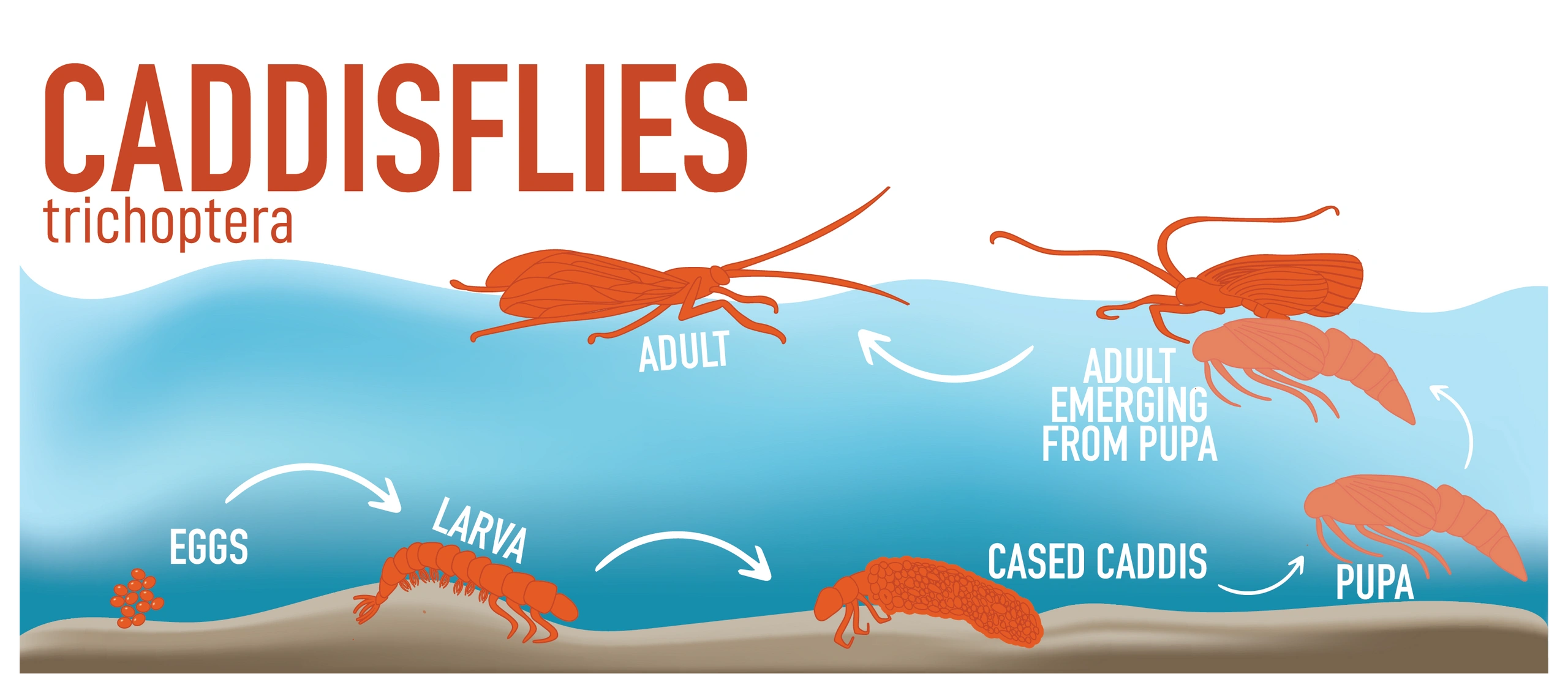 Caddis Bug Life Cycle