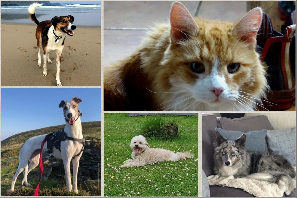 Find the Best Pet Products at Highland Paws