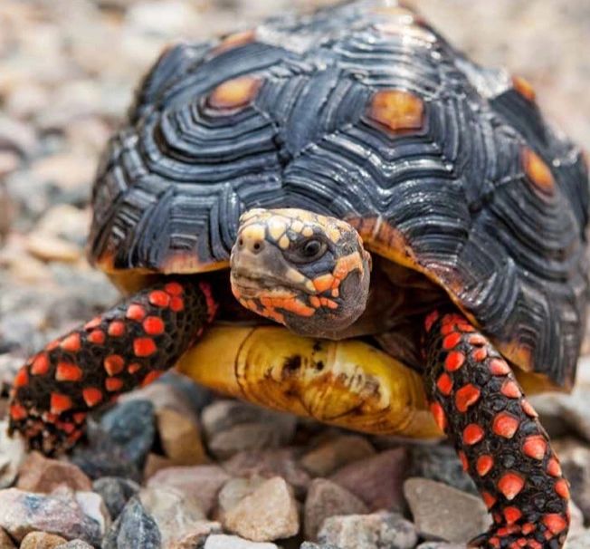 Red-Footed Tortoise Guide