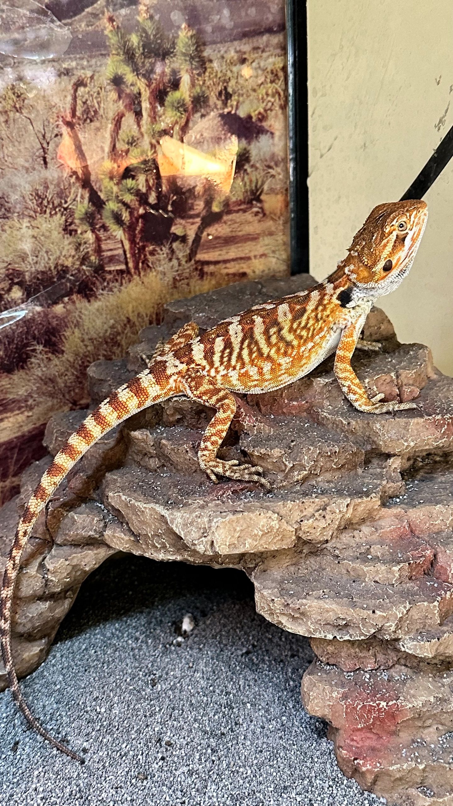 Bearded Dragon Info Sheet: Information For Beginners