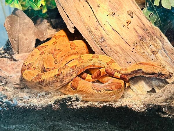 Find the Best Reptile Supplies at Our Store