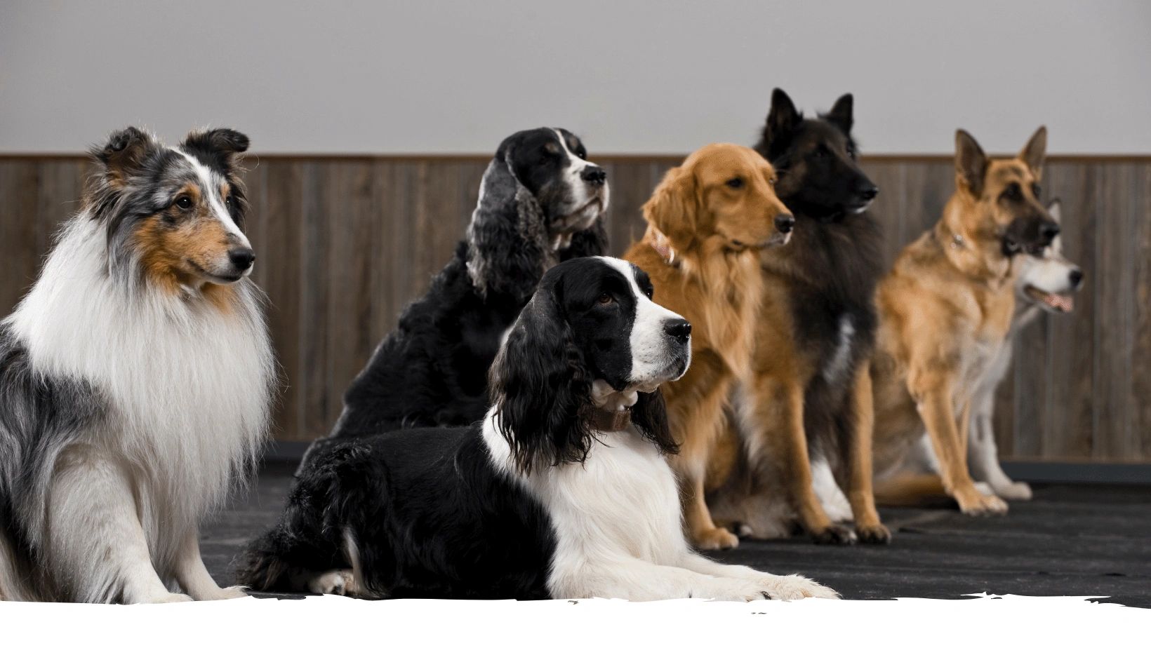 Dog Boarding, Dog Training, Dog Trainer - Elite K9 Resort - Australia's ...