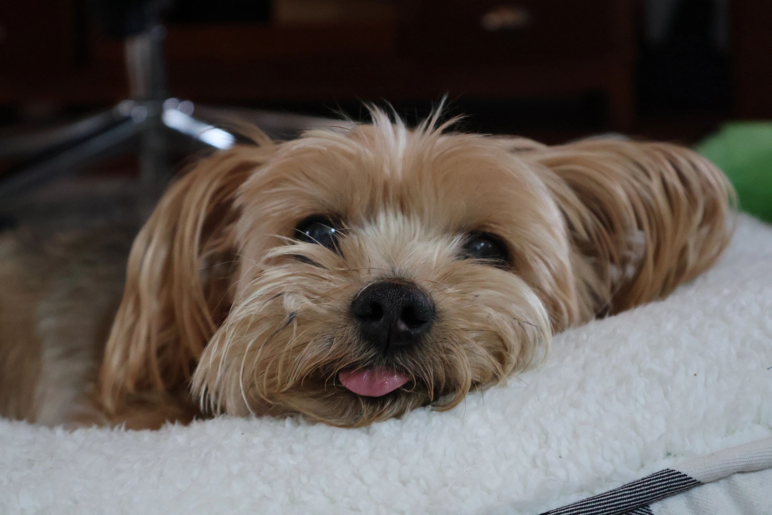 Professional Dog Walking and Pet Sitting Services | Furry Friend Favors