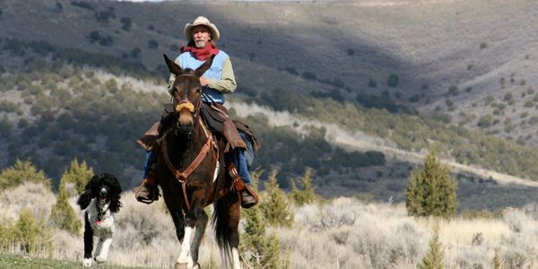 Frenchies Standard Poodles