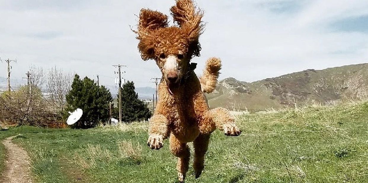 Frenchies Standard Poodles