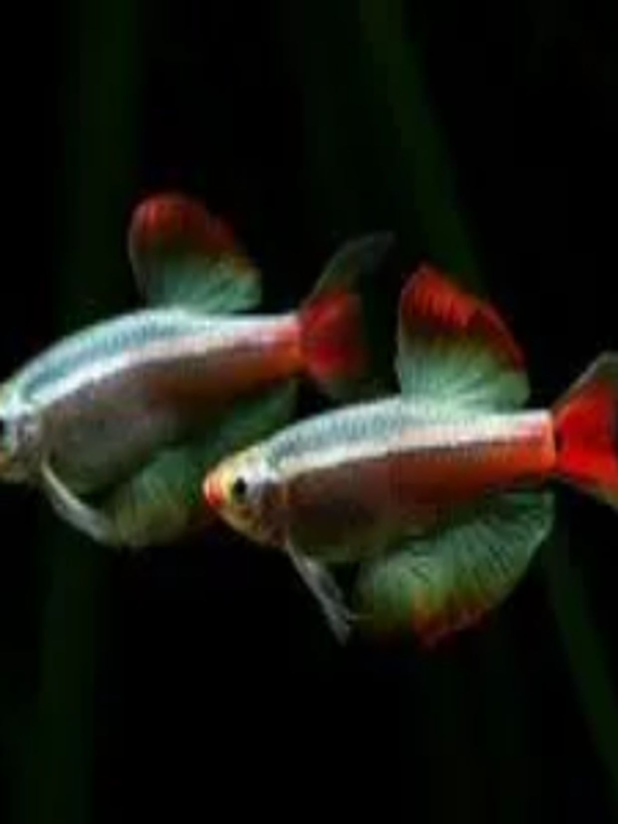 Aquarium Spotlight FISH