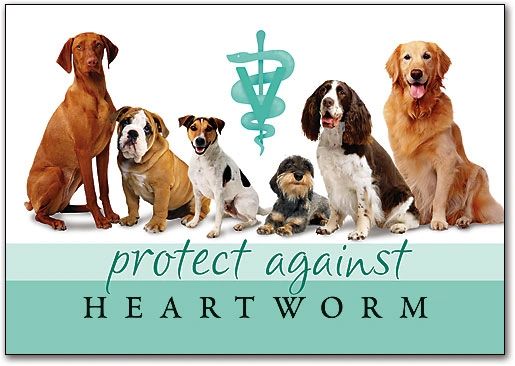 Heartworm Awareness Month by Dr. Cupples