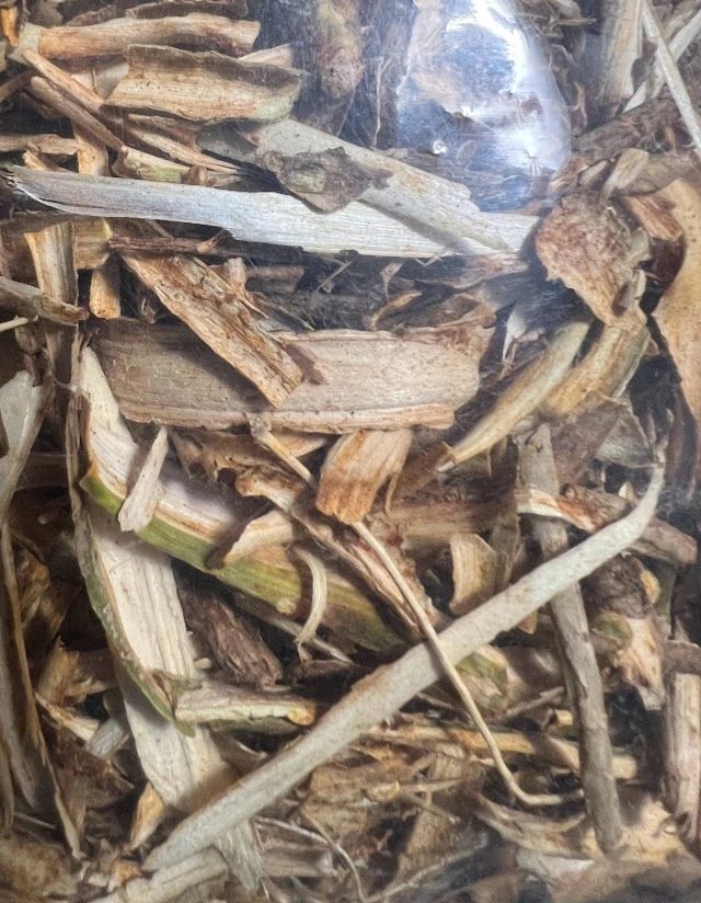 Devil's Club Root Bark c/s wildcrafted .25oz