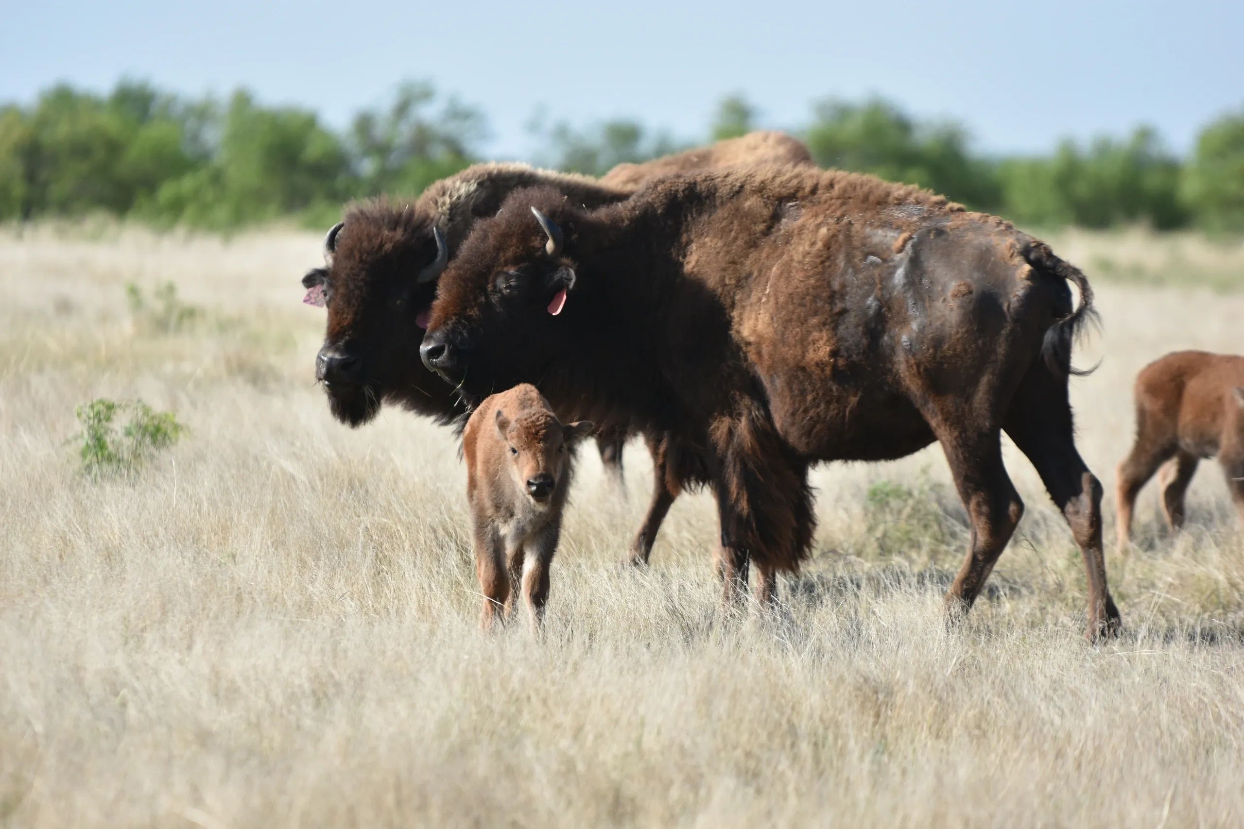 Bison Meat and Products - 3 Bar Bison