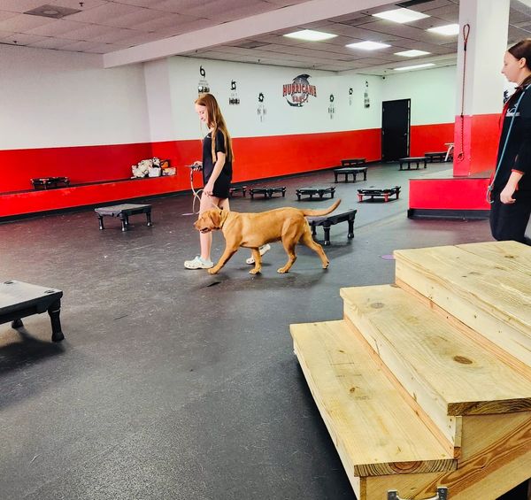 Gallery | Potomac Labradors