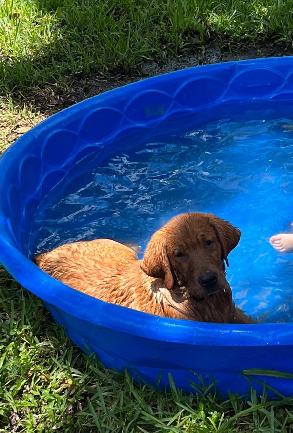 Gallery | Potomac Labradors