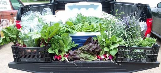 Vegetable CSA Delivery