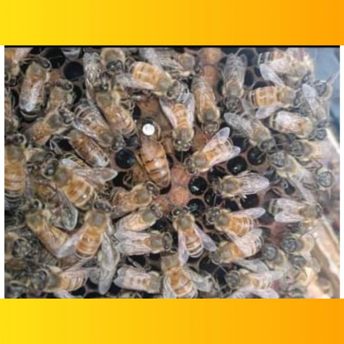 PRE-ORDER Queen Bees