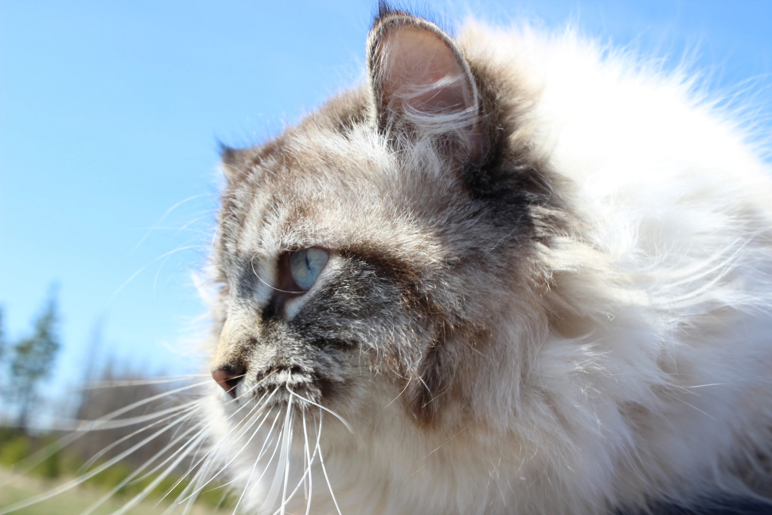 Timber Siberians - Registered Siberian Kittens