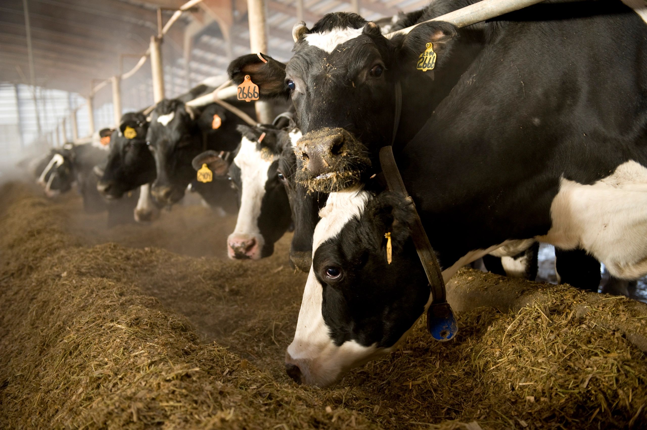 Four State Dairy Nutrition