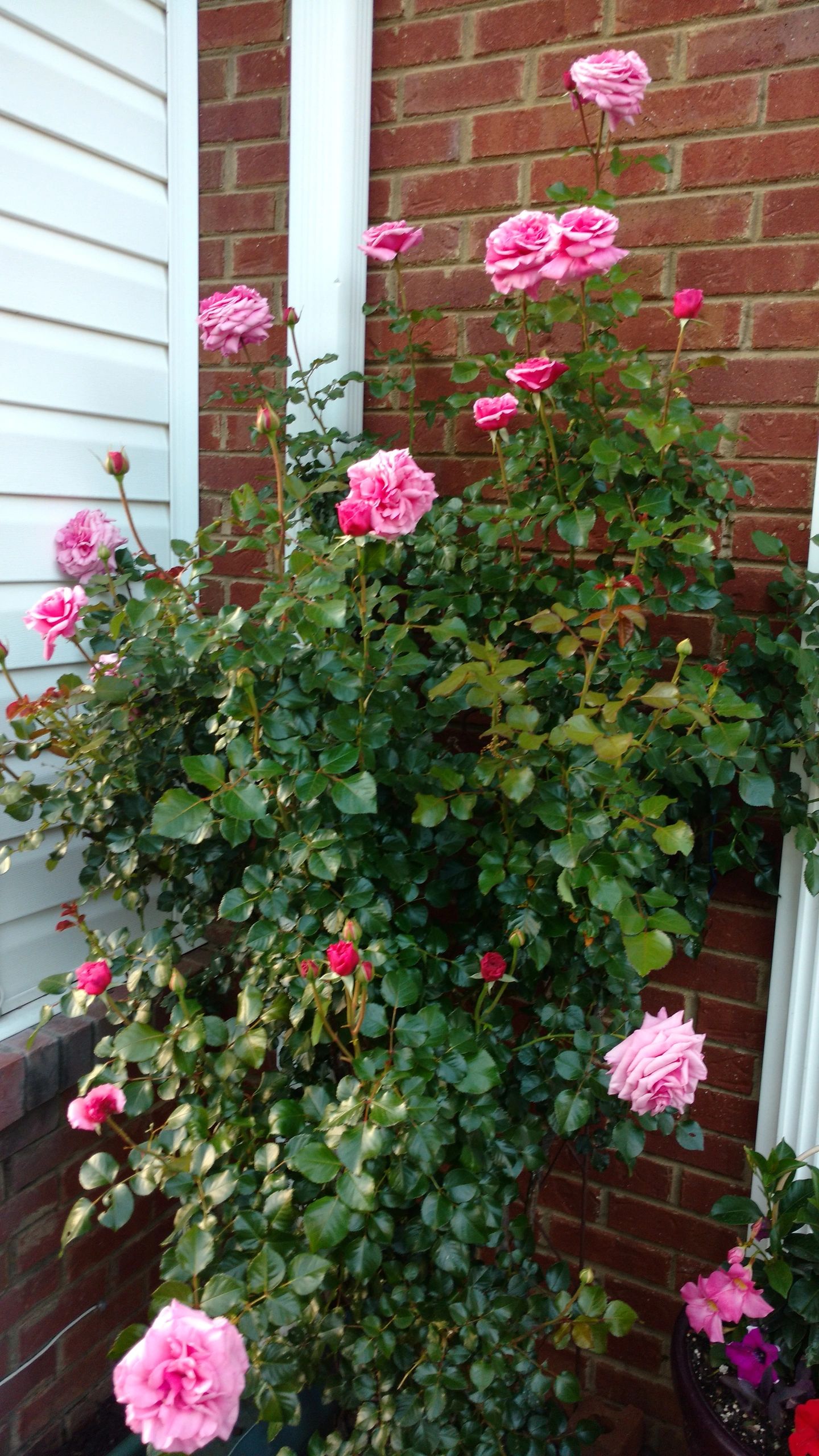 Show your Roses some love!