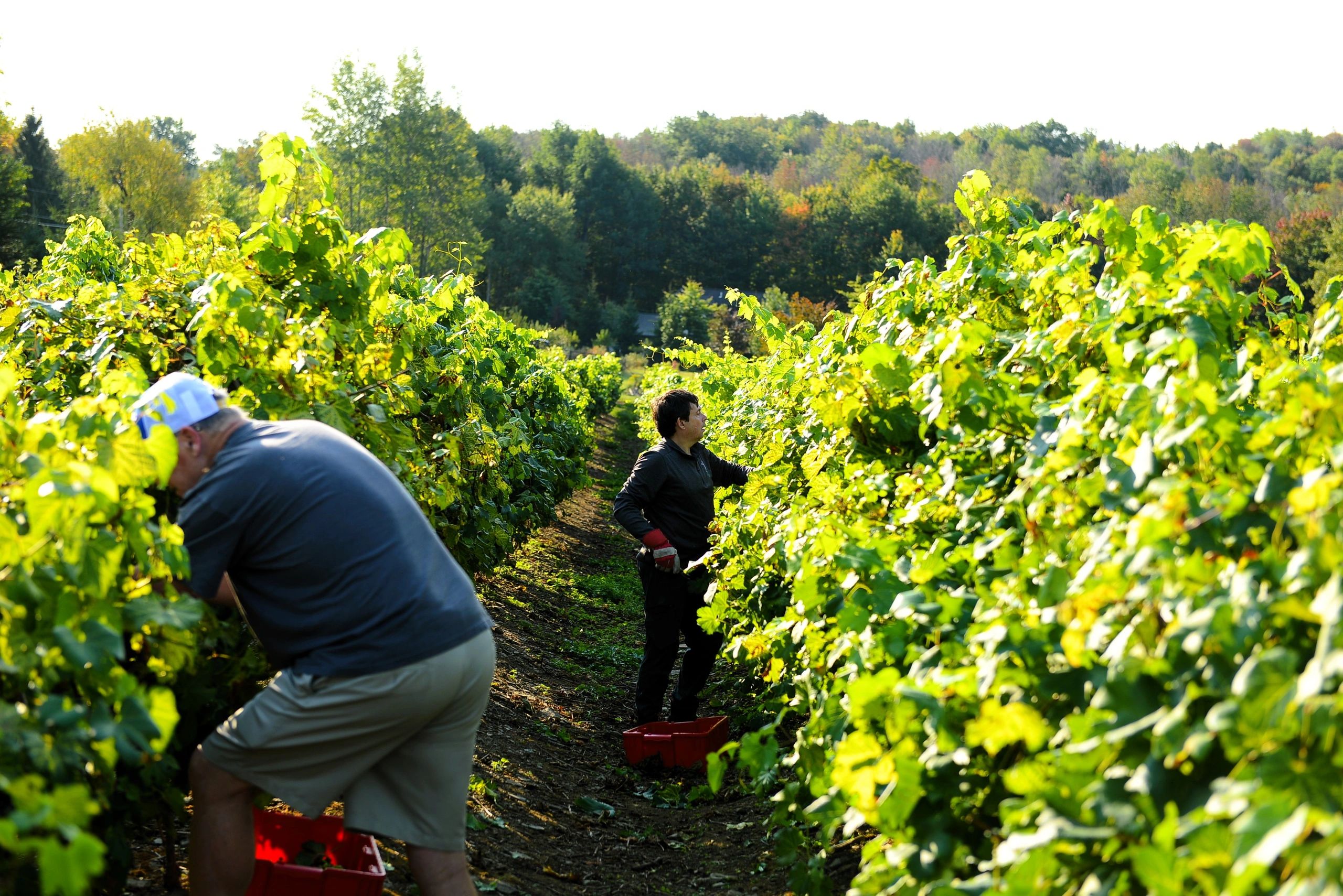 Comerford's Irish Boxer