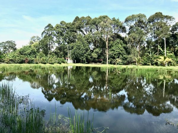 Tanah Kalumpang 13