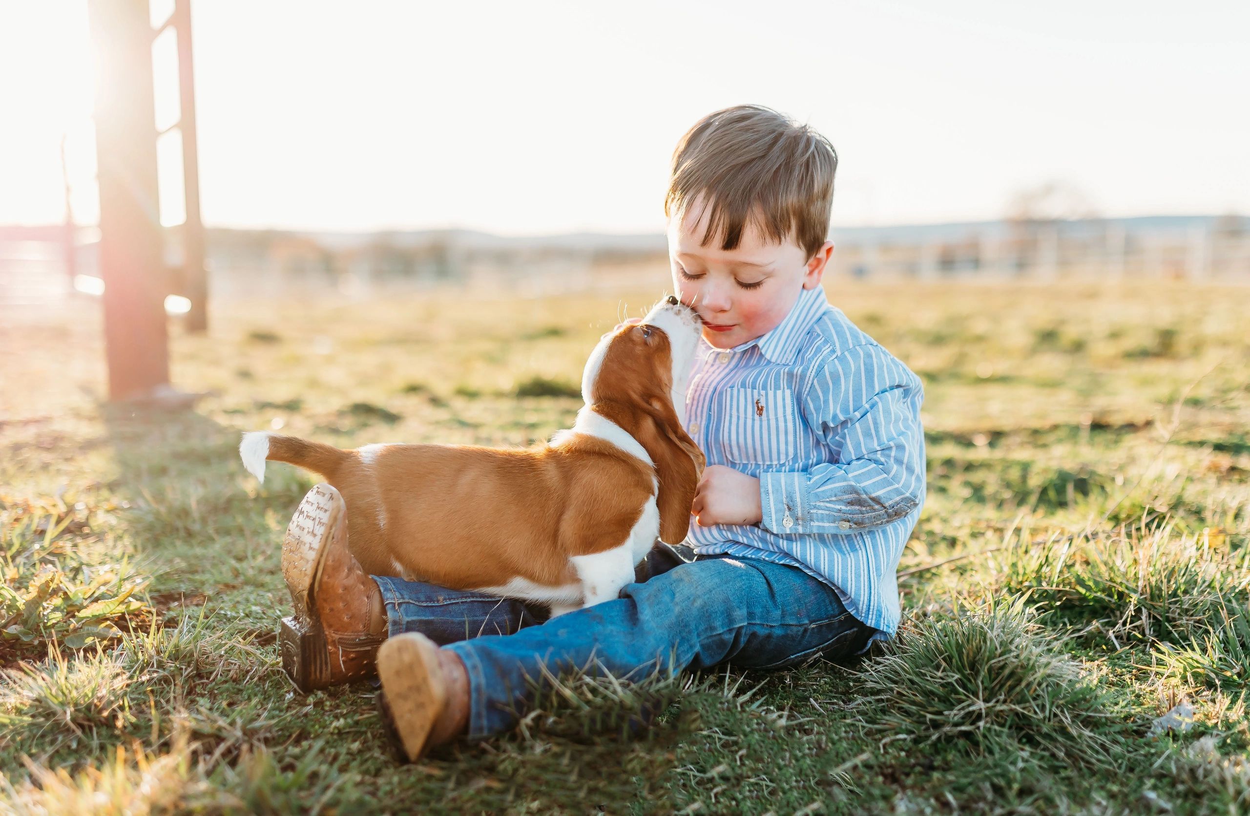 Find Basset Hound Puppies for Adoption
