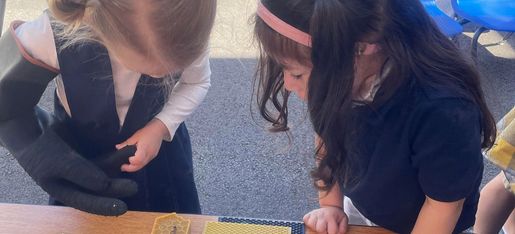 Contact Vegas Bees: Your Experts in Safe Bee Removal