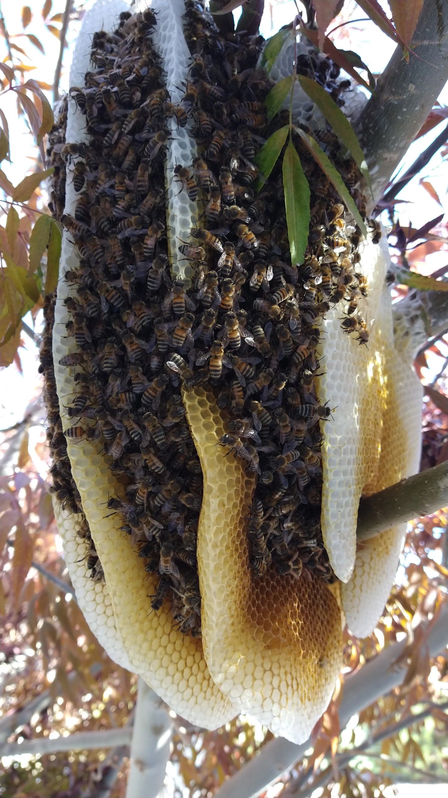 Outdoor Tree Beehive Removal in Las Vegas