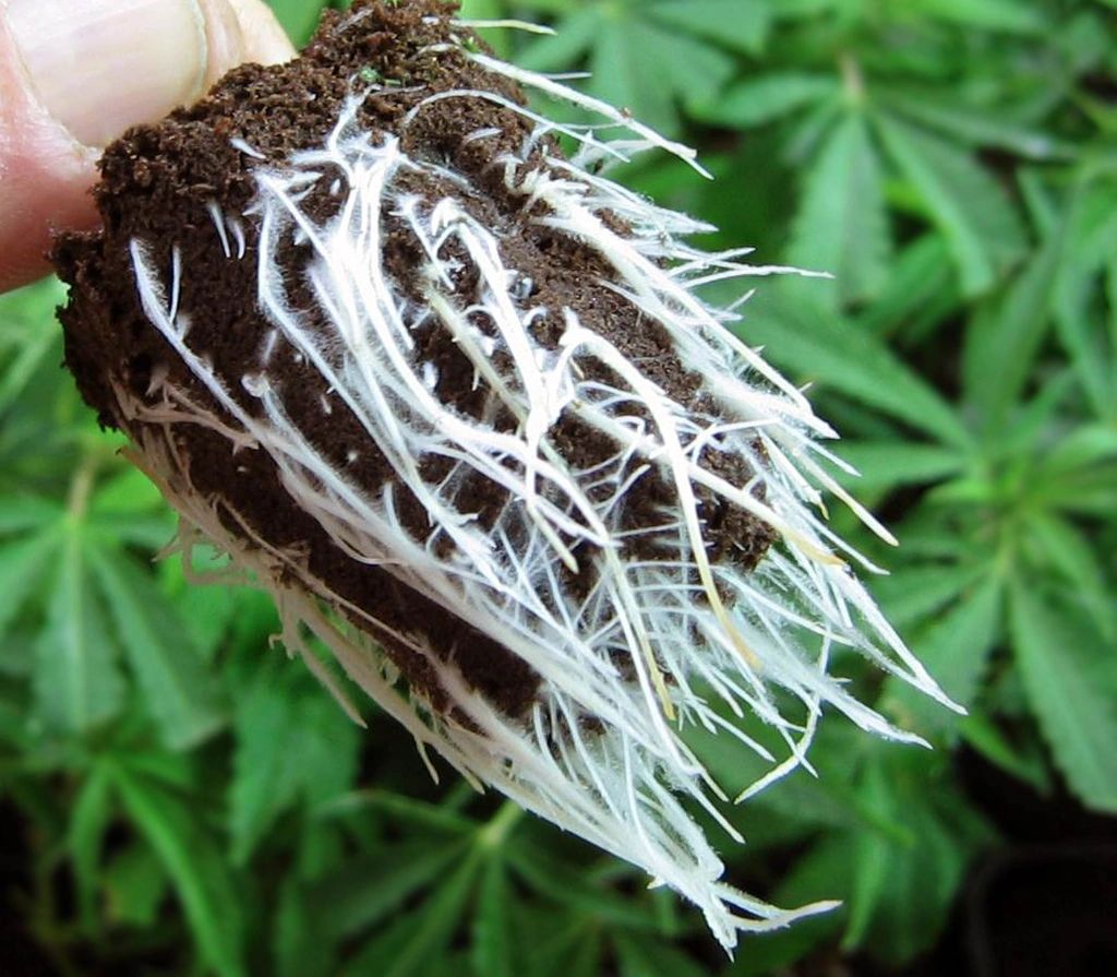 How to Make Cannabis Clones: A Comprehensive Guide