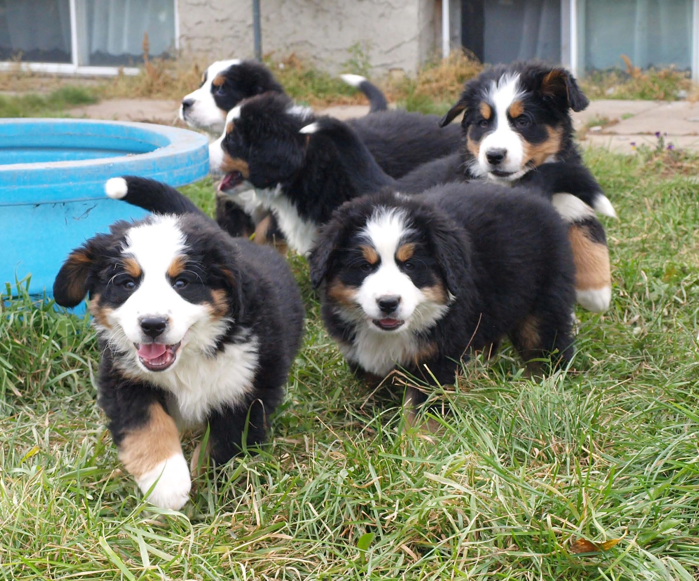 Bernerbarn Bernese Mountain Dogs and Pembroke Welsh Corgis