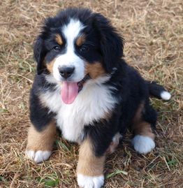 Bernerbarn Bernese Mountain Dogs and Pembroke Welsh Corgis