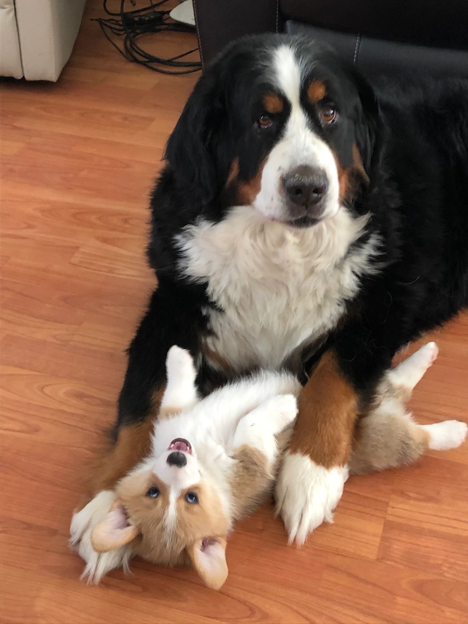 Bernerbarn Bernese Mountain Dogs and Pembroke Welsh Corgis